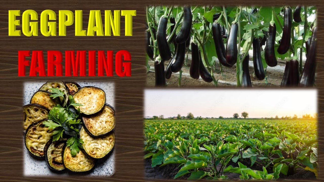Eggplant Farming From Seed to Harvest 2024 - YouTube
