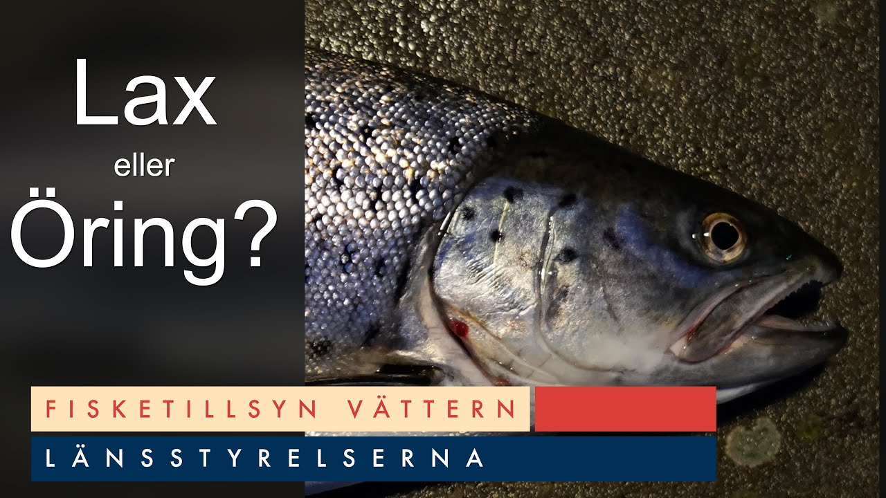 Följ med Fisketillsyn Vättern, lär dig om nya Svenskafiskeregler.se och ...