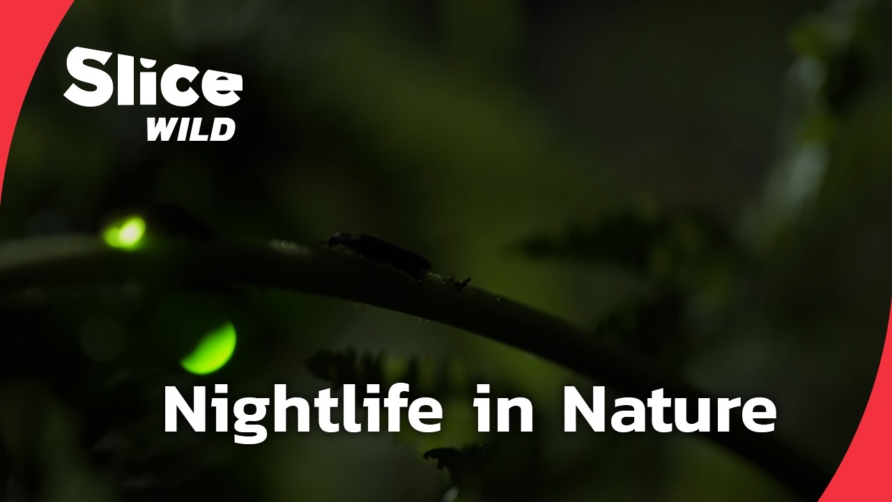 Into the Wild Night: Secrets of Nocturnal Animals | SLICE WILD | FULL ...