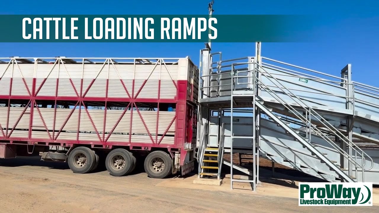 ProWay Cattle Loading Ramps: For safe and efficient cattle loading ...