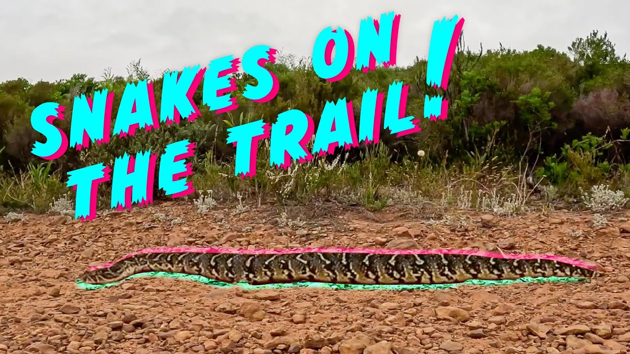 Snakes on the trail on my training run for Cocodona250 - Vlog 17 Week ...