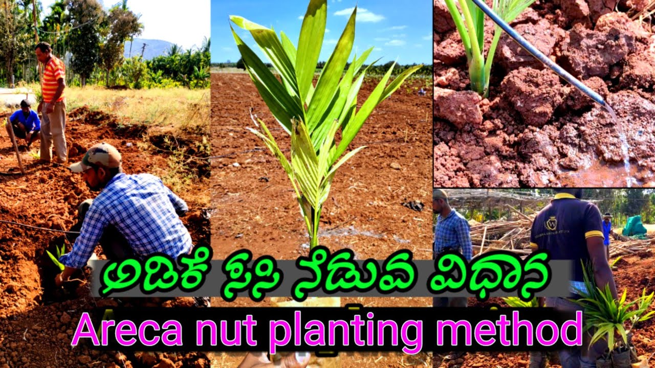 Adike sasi neduva vidhana | Areca nut planting method | Supari ki kheti ...
