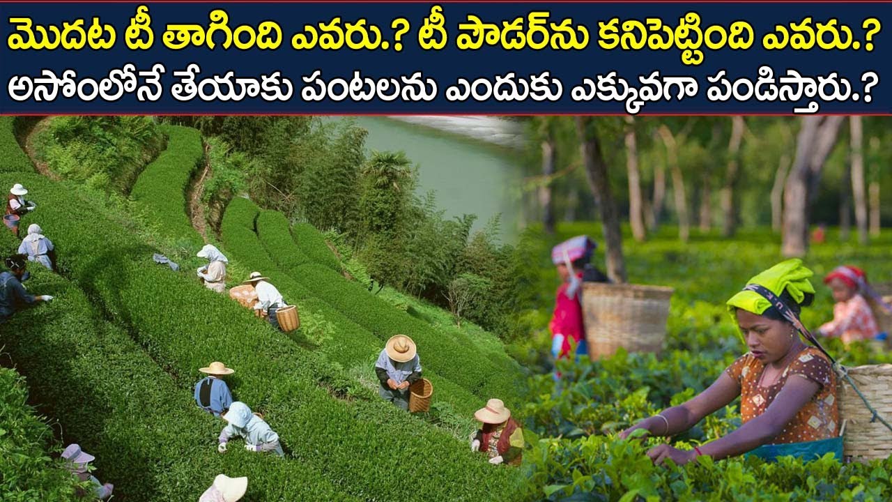 Assam Tea History In Telugu | Assam Tea Production Process - YouTube