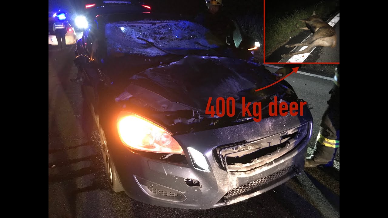Volvo S60 D3 - Crash in 110 km/h into a 400 kg deer |144| - YouTube