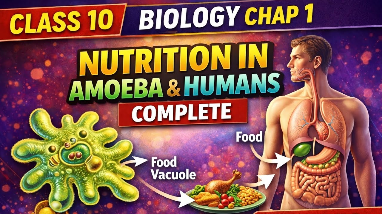 Nutrition in Amoeba & Humans | Class 10 Biology Chapter 1 | Life ...