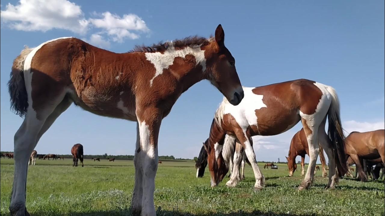 кобылки и молодой жеребец! - YouTube