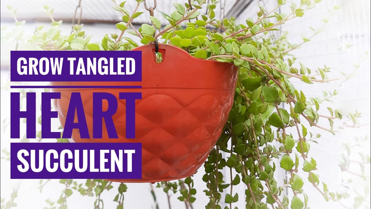 How to grow tangled heart succulents. - YouTube