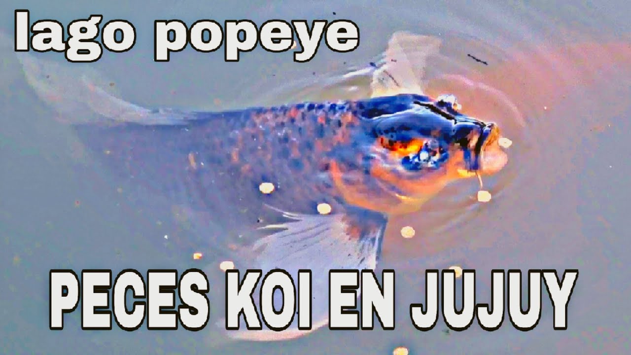 UN LAGO CON PECES KOI GIGANTES EN -JUJUY-ARGENTINA - LAGO POPEYE - SAN ...