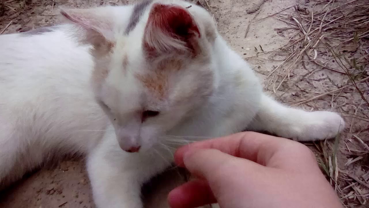 Poking a cat 300 - YouTube