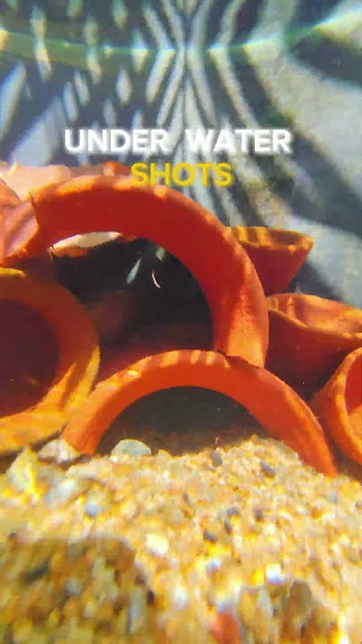 UNDER WATER SHOTS of my all fish ponds | Fish hobby |#aquarium#shorts#shortsfeed#trending# ...