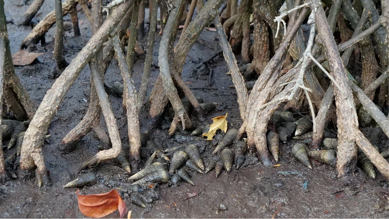 Finding Sea Snails at Mangrove Forest | Snail Cooking and Eating on ...