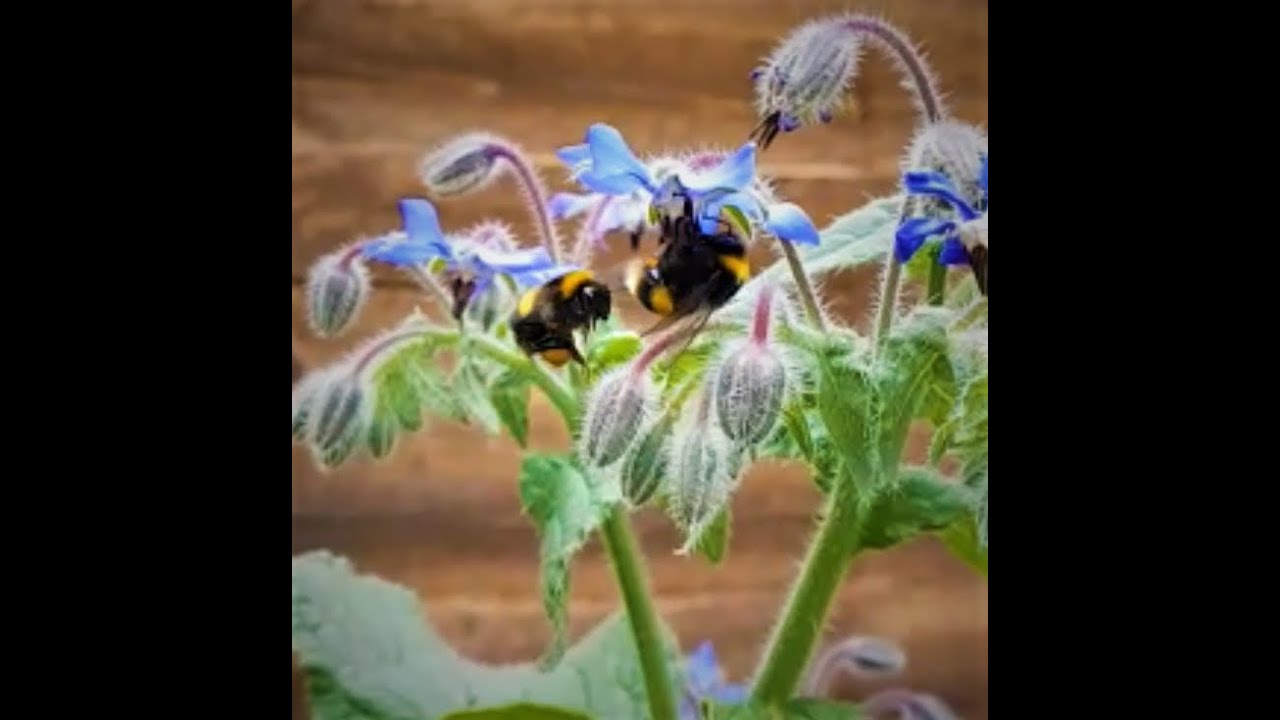 Buzzing Bumble Bees on a Borage Forage - ASMR - Relax with nature - YouTube