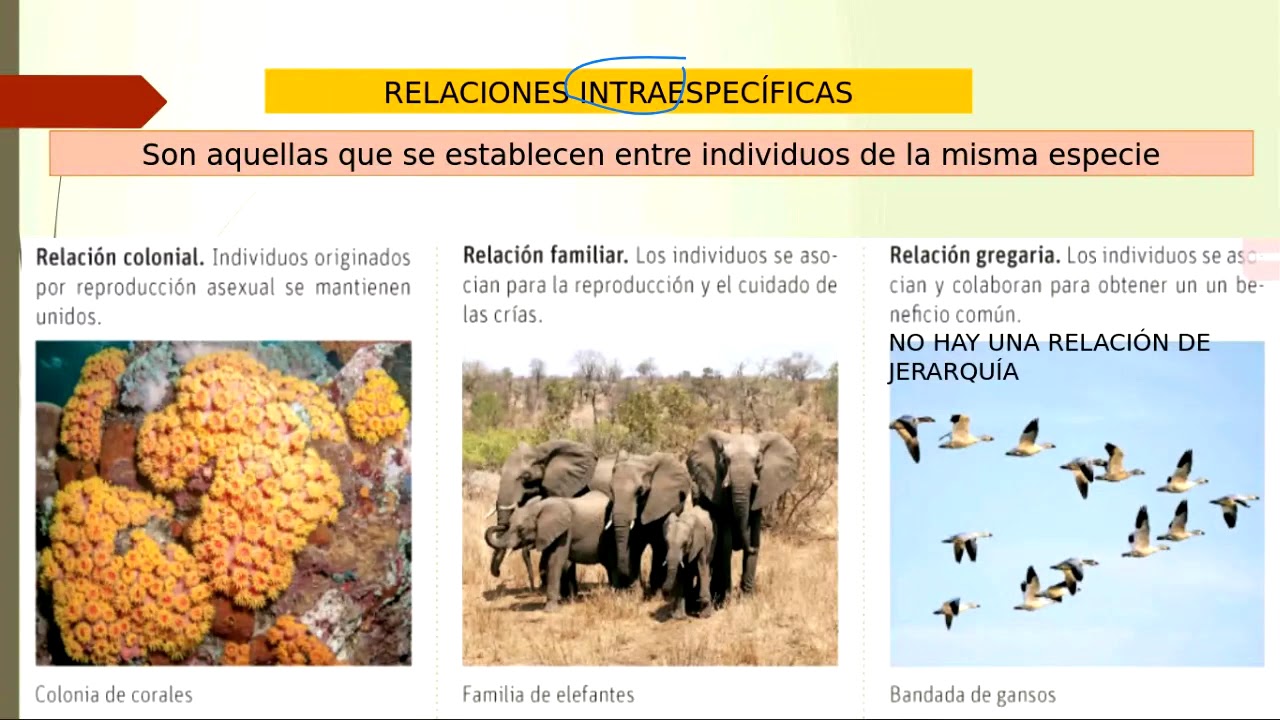 Sesión 1.2. Relaciones entre los seres vivos del ecosistemas - YouTube