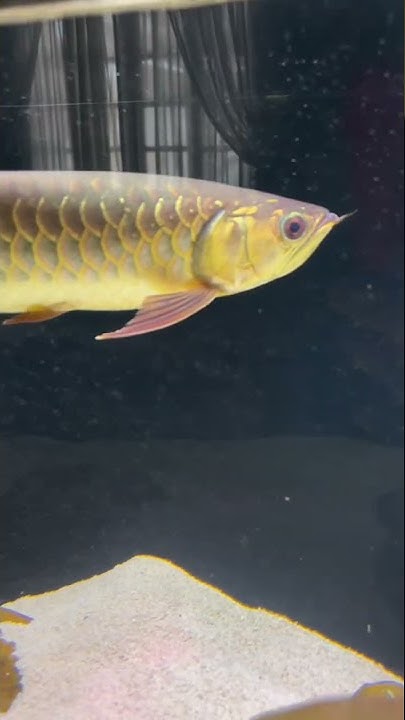 AROWANA CROSSBACK GOLDEN 24K - YouTube