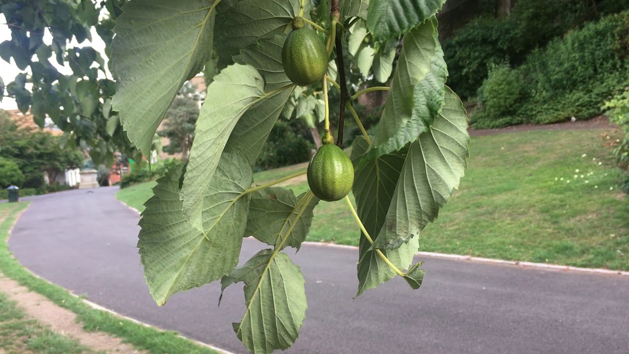 Handkerchief tree - leaves & fruit - August 2018 - YouTube