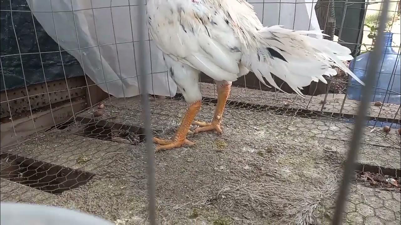 update kuv tus qaib - YouTube