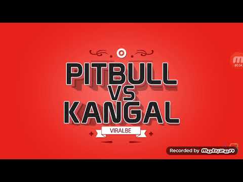 Pitbul vs Kangal 🐕