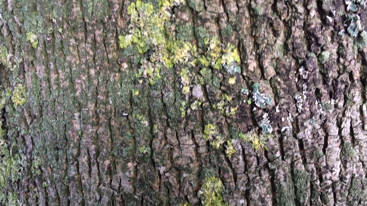 Norway Maple (Acer platanoides) - bark close up - November 2017 - YouTube