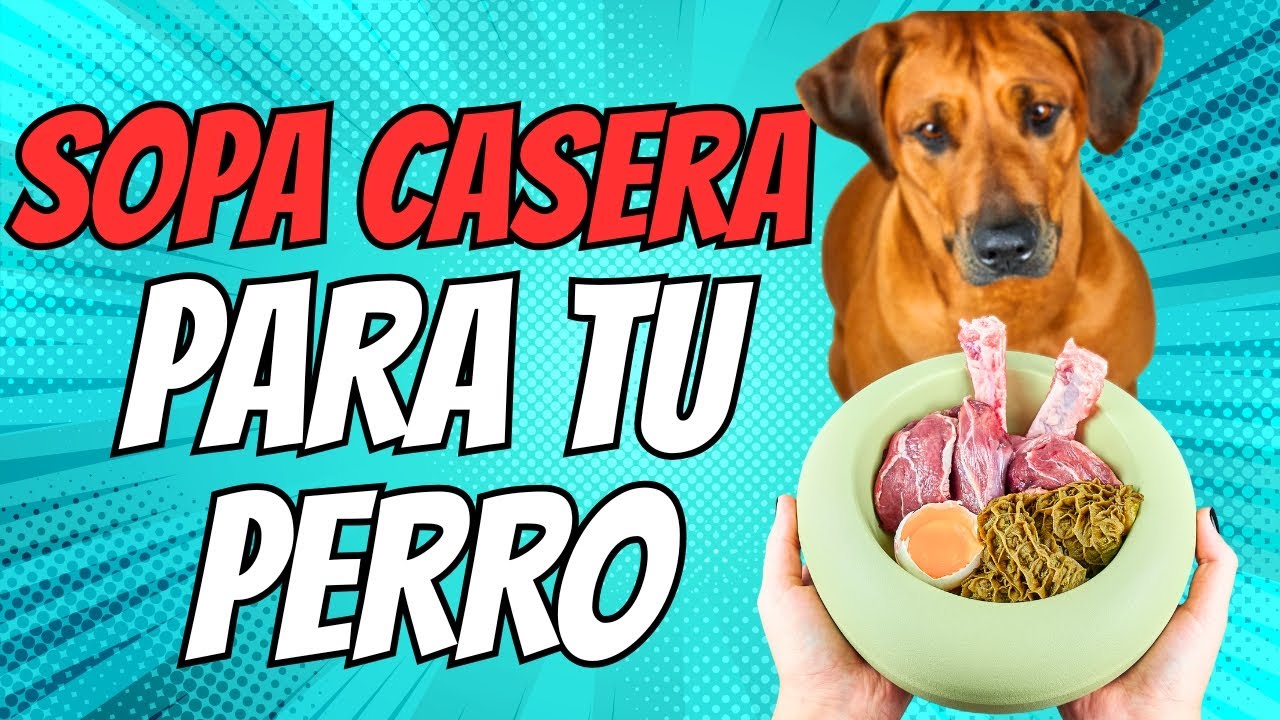 Sopa para PERROS Nutritiva y Casera - YouTube