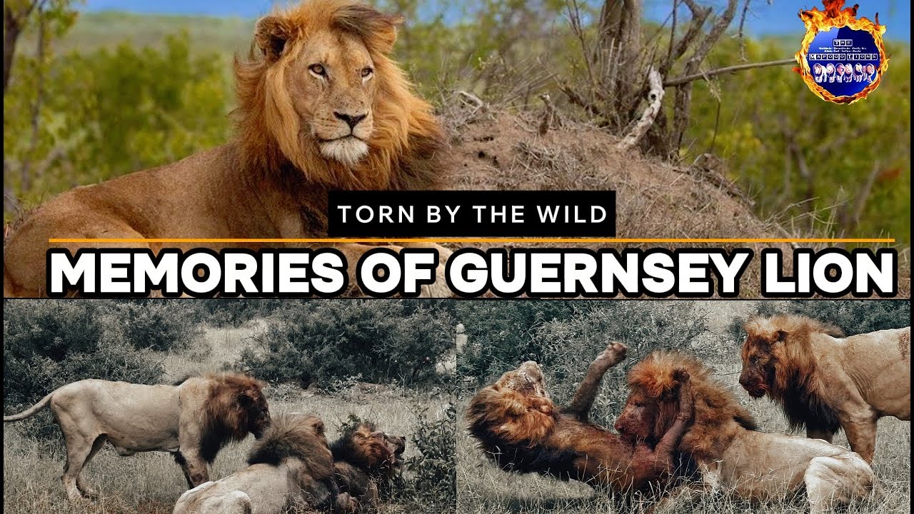 MEMORIES OF GUERNSEY MALE LION | TORN BY THE WILD - YouTube