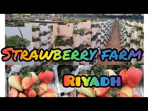Hanging strawberry farm Riyadh| strawberry farm 🍓||Riyadh|| - YouTube