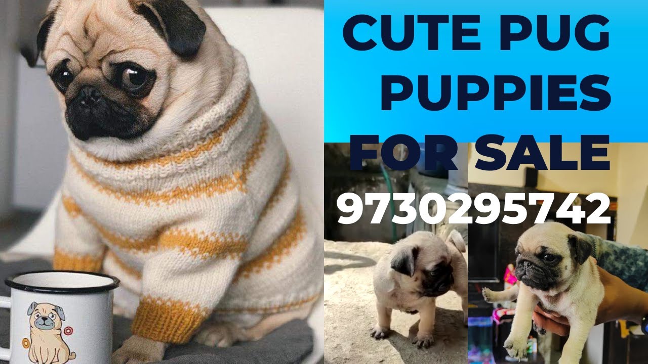 Very active cute pug vodafone puppies for sale - YouTube