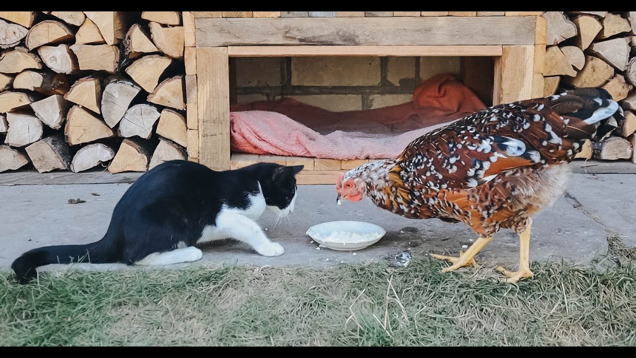 Cat vs chickens - YouTube