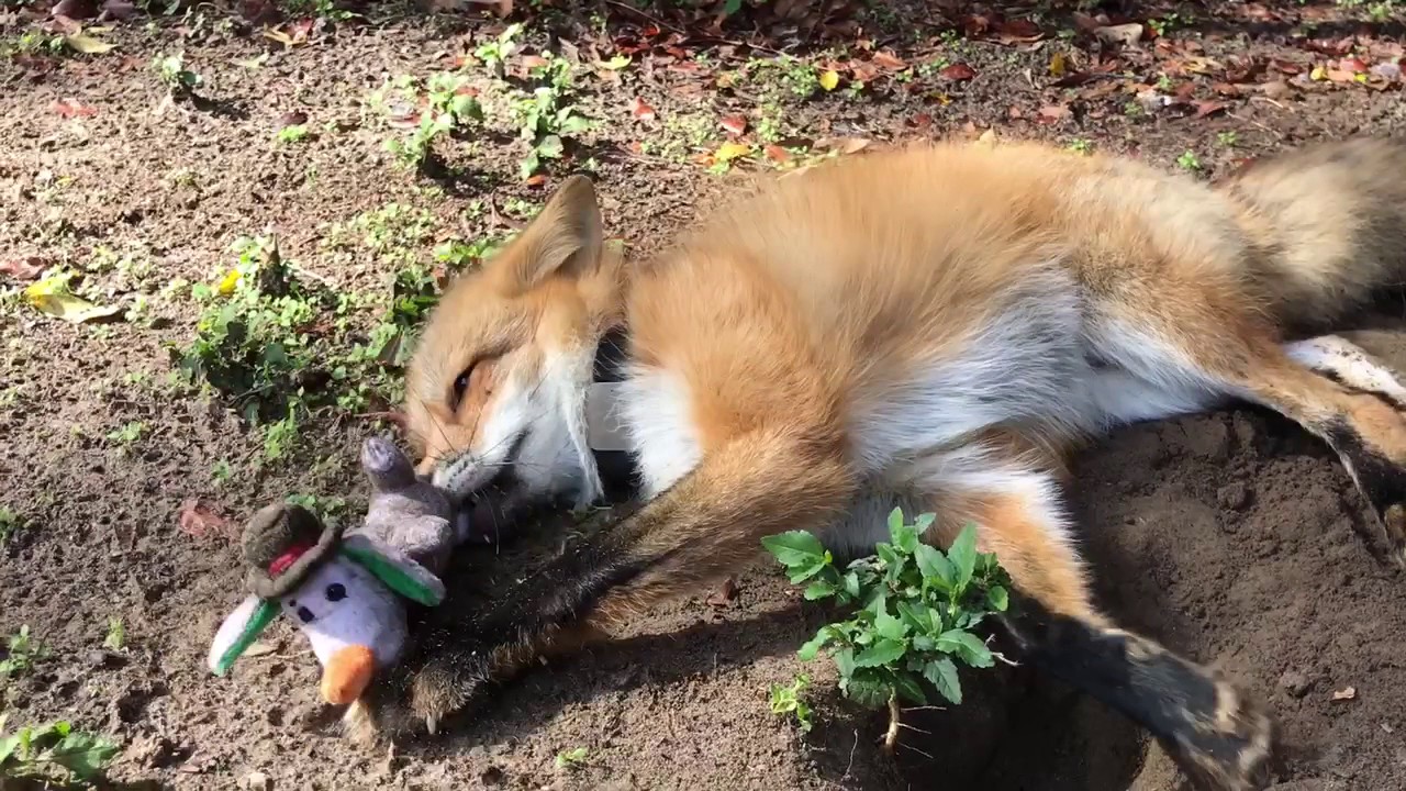 Just A Fox And His Toy - YouTube