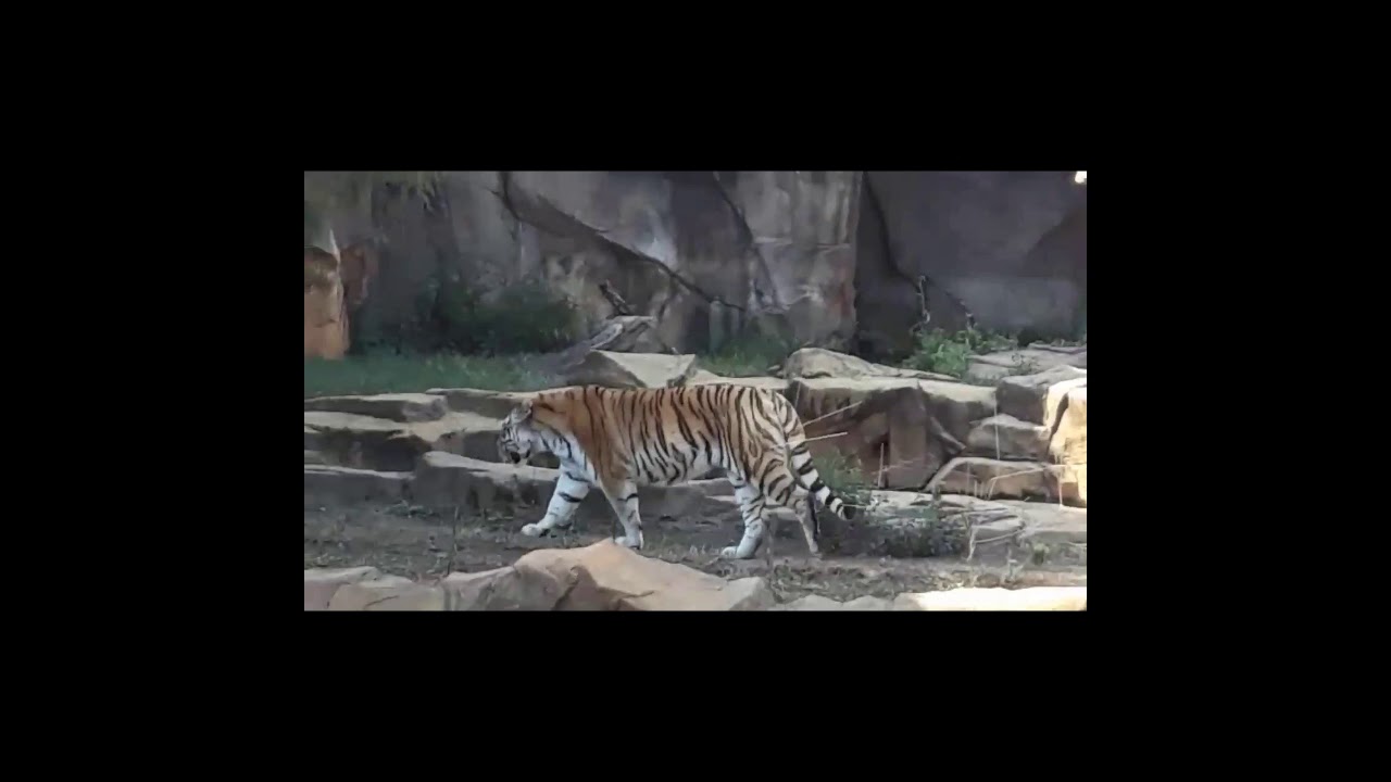 Tiger Roar Caught On Camera - YouTube