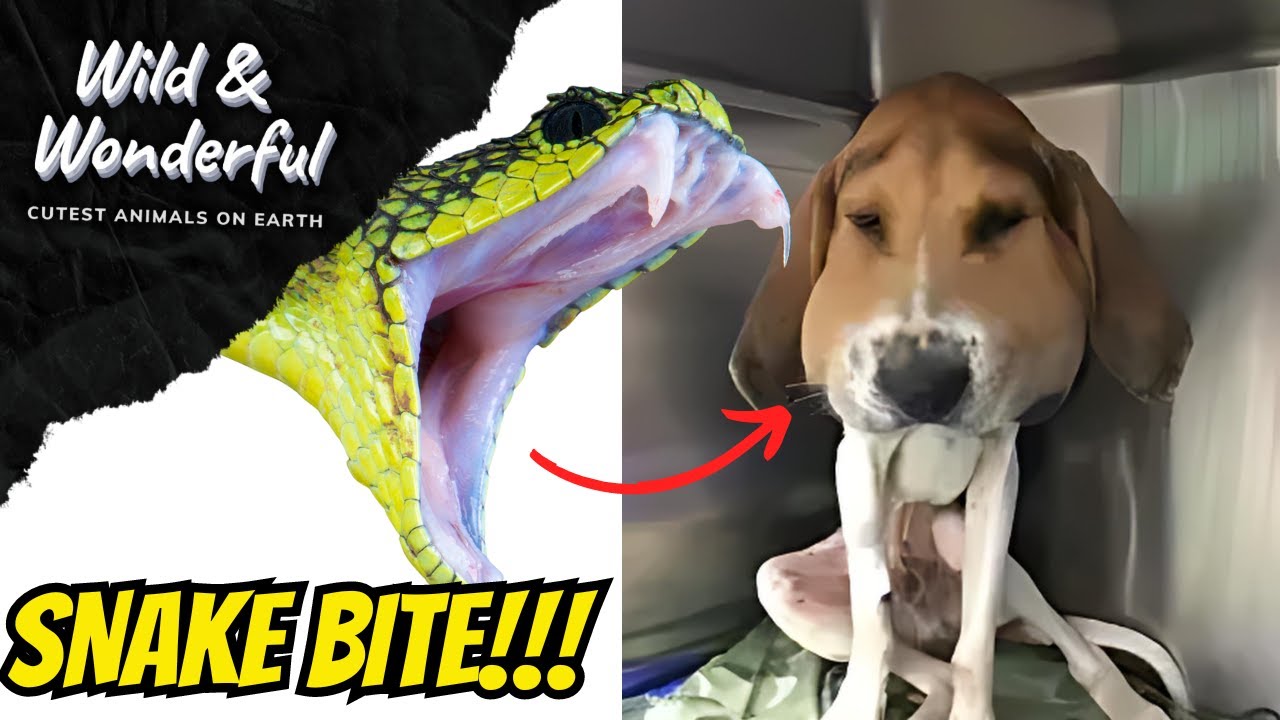 Snake Bites Beagle Causing a Massive Head Swelling - YouTube