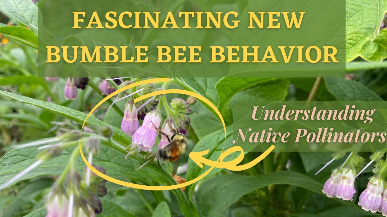 Fascinating New Bumble Bee Behavior: What is Secondary Nectar Robbing? - YouTube