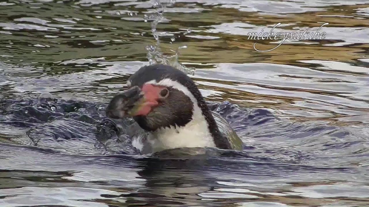 Penguin And His Morning Clean - YouTube