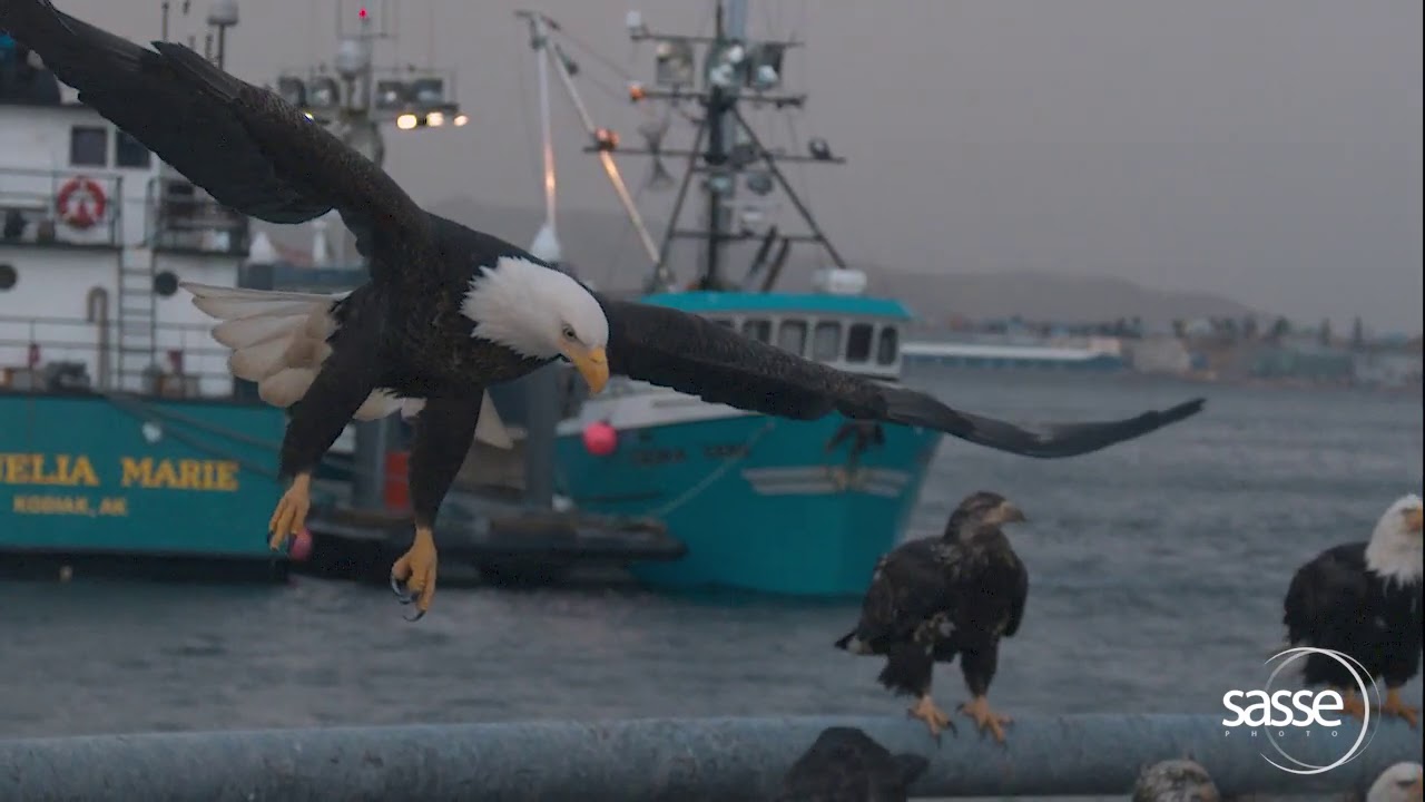 Eagle Hovering in Wind - Slow Motion - YouTube