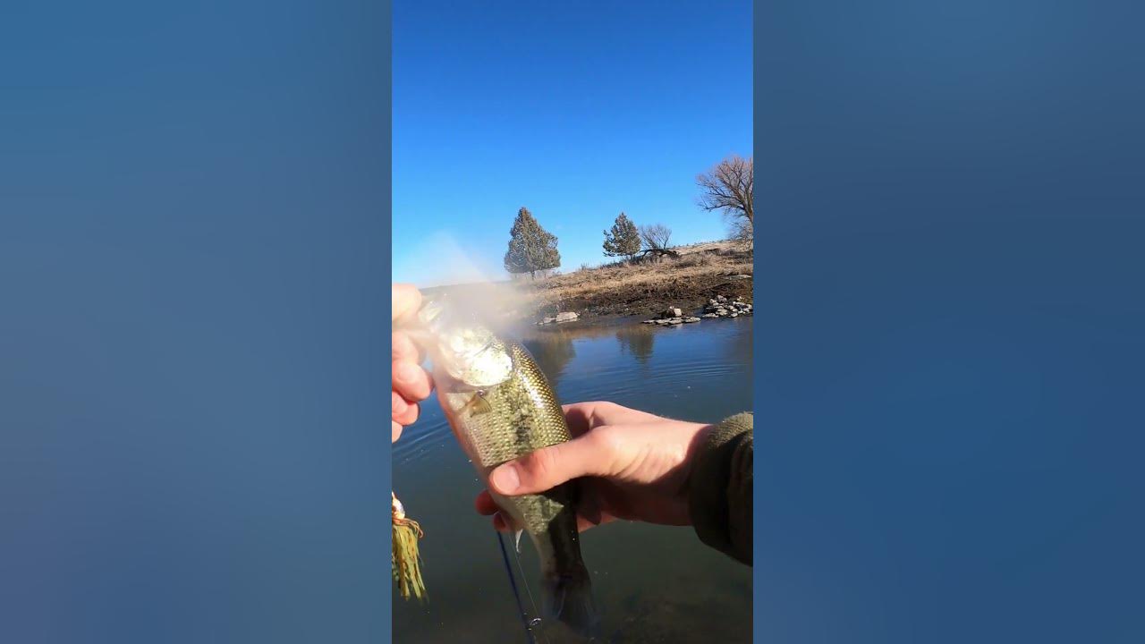 First Spinner-Bait Fish of the Year! - YouTube