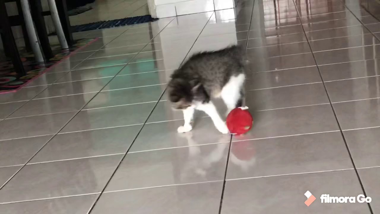 Kucing baby comel cute - YouTube