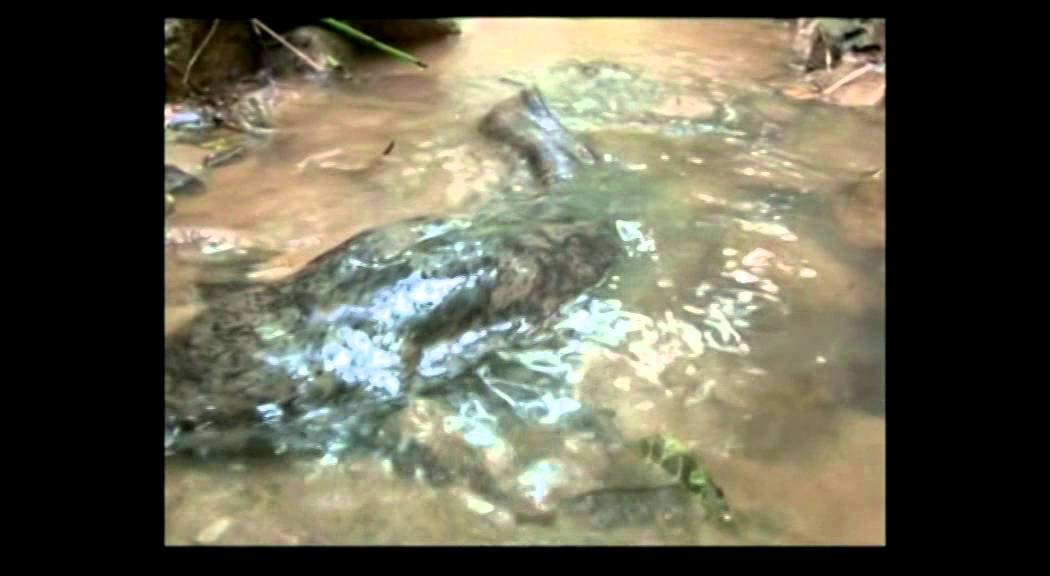 Sichuan villager releases wild giant salamander into nature - YouTube