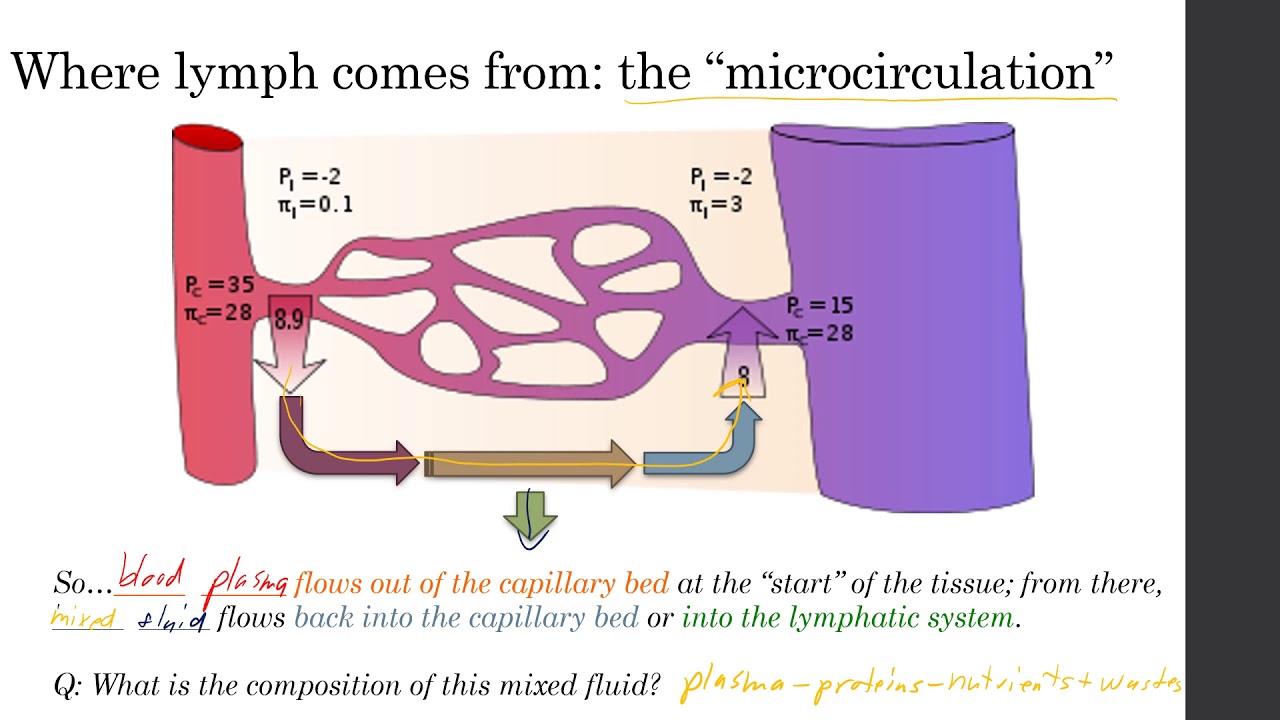 Introduction to the Lymphatic Circulation - YouTube