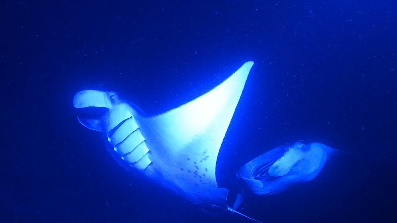 Magical Manta Rays - YouTube