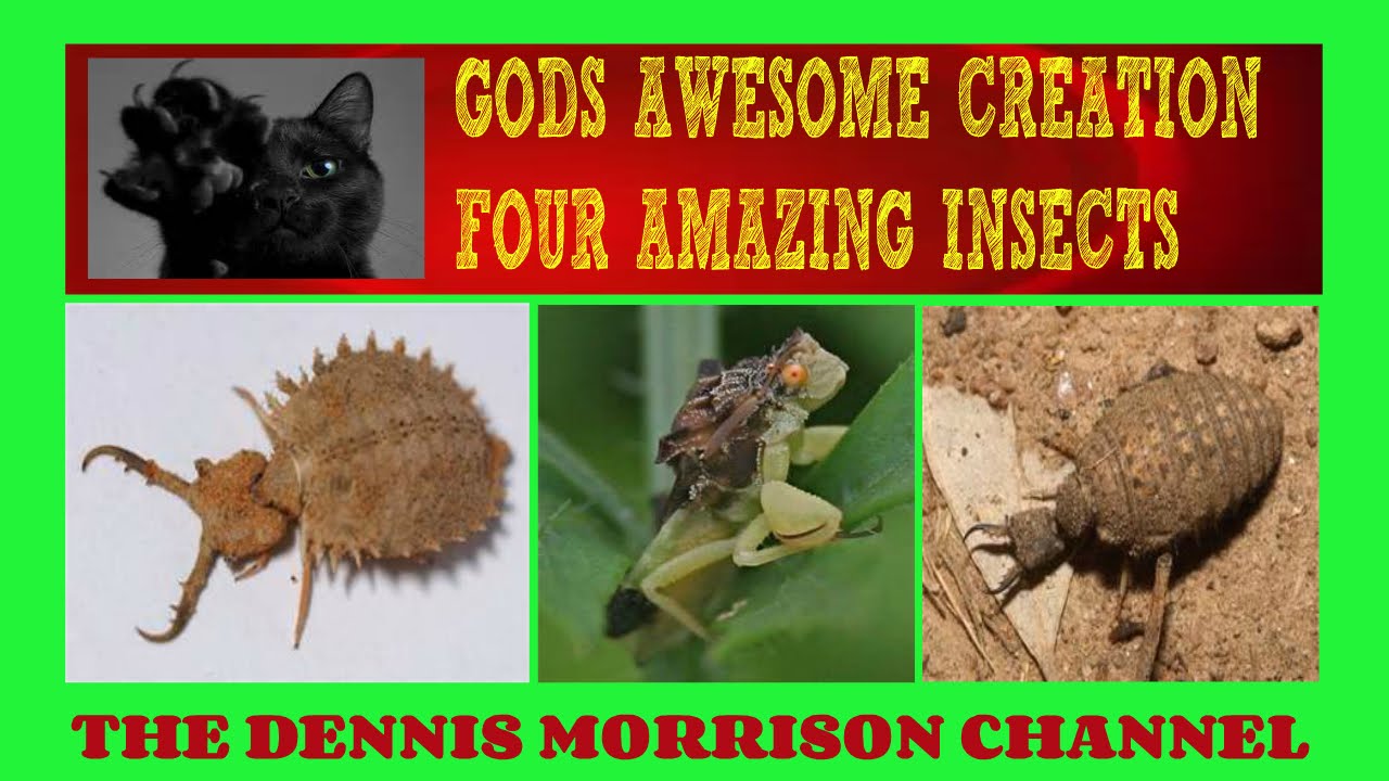 GOD'S AWESOME CREATION: FOUR INSECTS PROVE EVOLUTION A LIE - YouTube