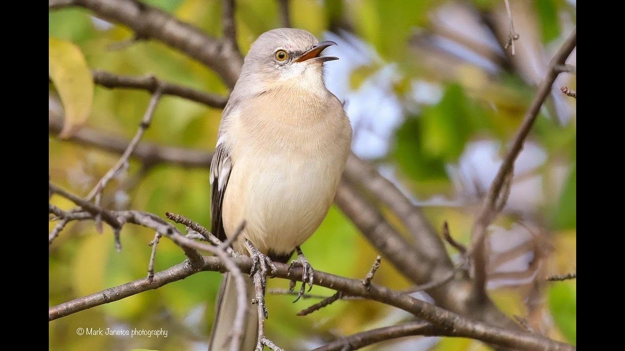 November Birding Update - YouTube