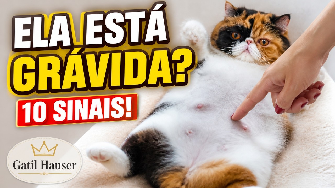 Como saber se a GATA está GRÁVIDA - Gatil Hauser - YouTube