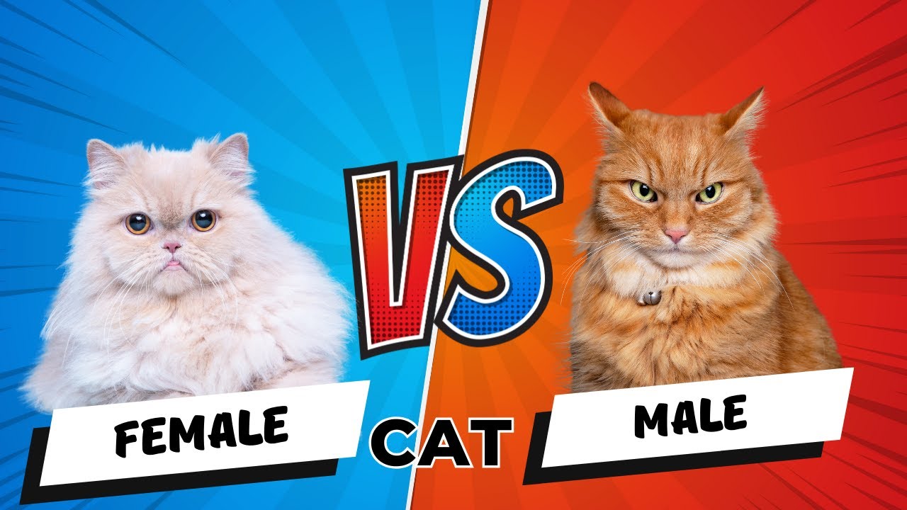 Male vs. Female Cats: Which is Right for You? Discover the Differences ...