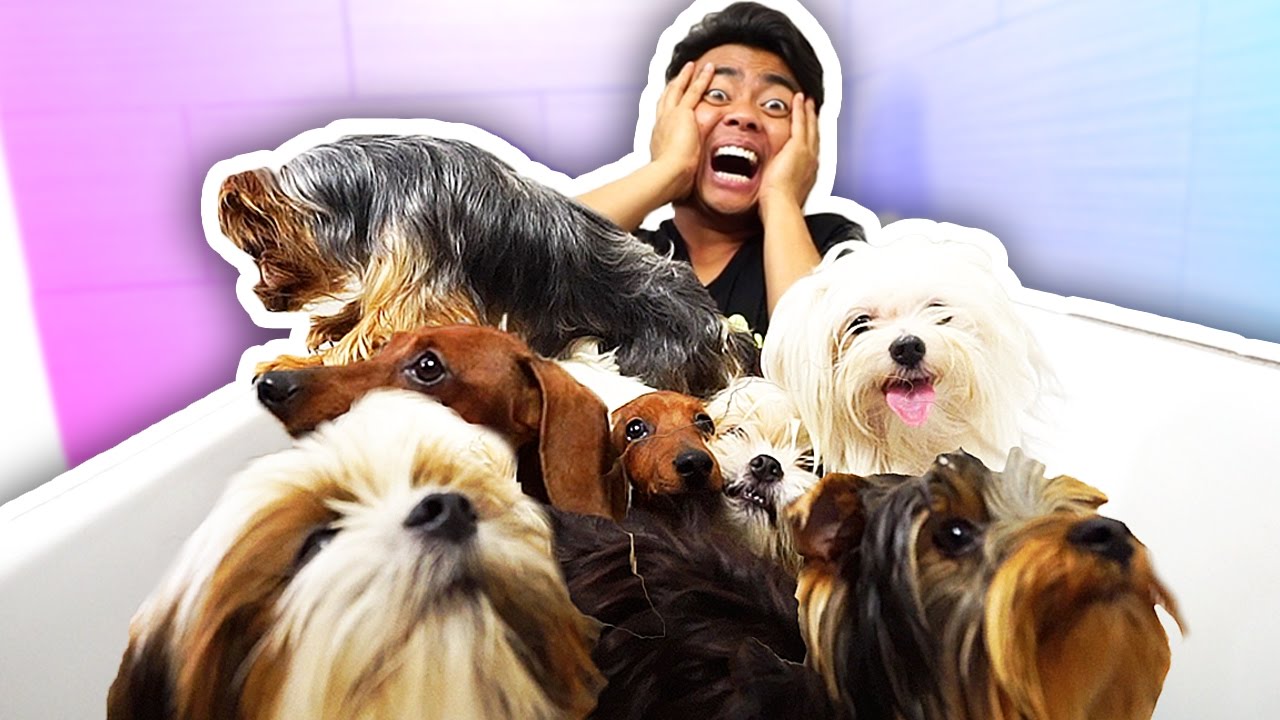 PUPPY BATH CHALLENGE! - YouTube