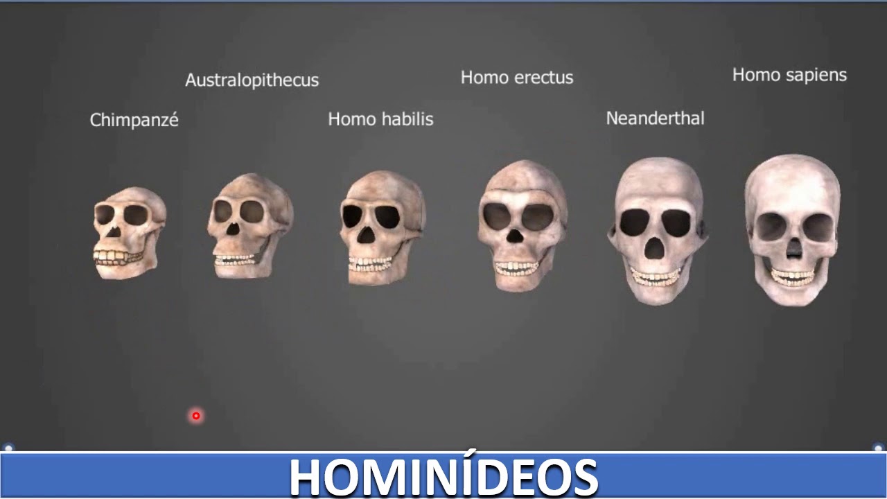 EVOLUÇÃO DOS HOMINÍDEOS, EVOLUÇÃO CULTURAL, SOCIAL E SUAS CONSEQUÊNCIAS ...