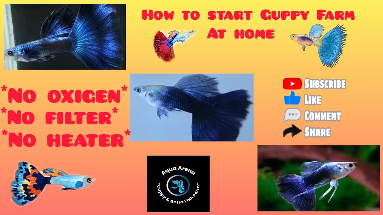 How to start Guppy Farm || Guppy Farming at home || Guppy Breeding Part ...
