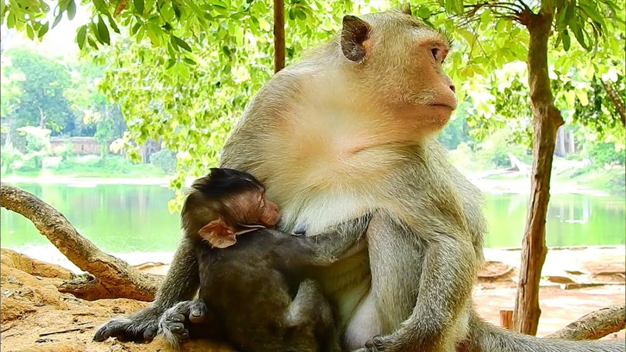 Baby monkey Lucas looking so tire and sleep well on mom chest,Small ...