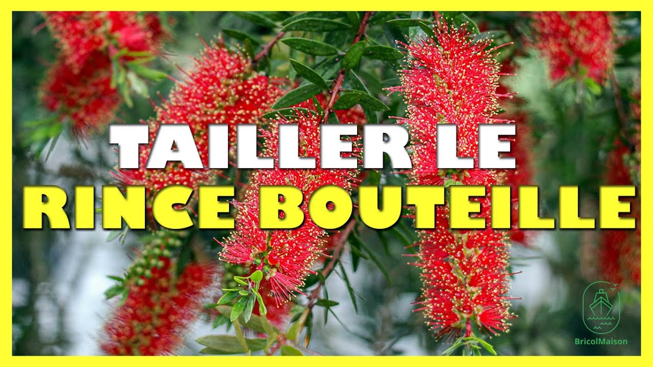 Quand et comment tailler le rince bouteille - YouTube