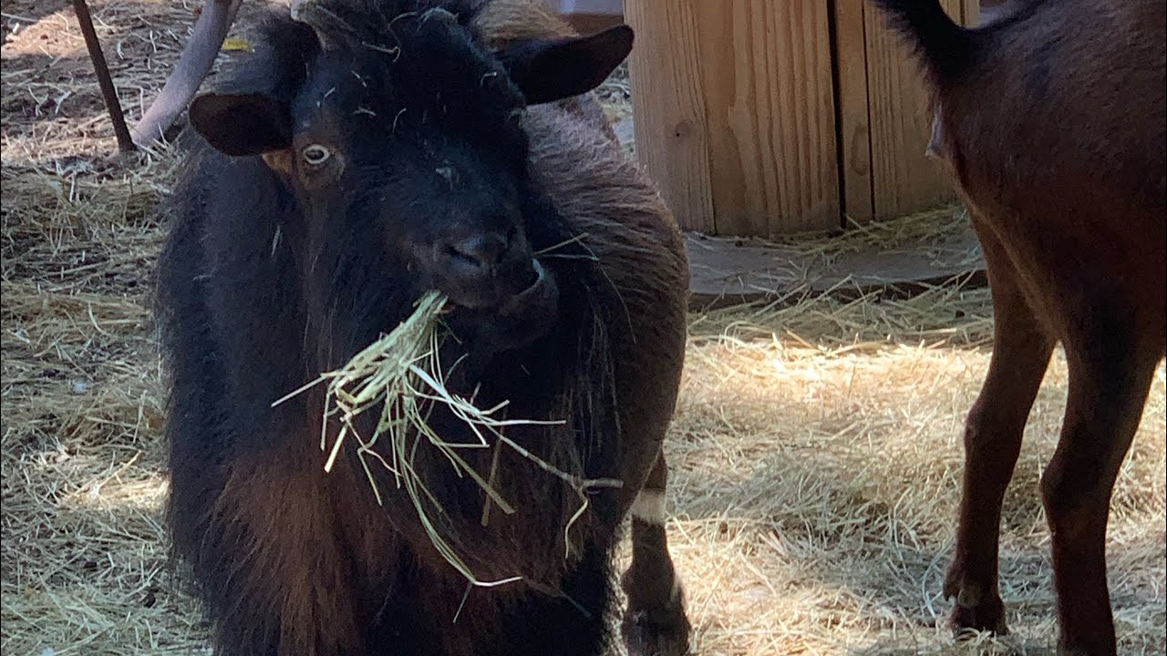 Are they melting?/nigerian dwarf goats - YouTube