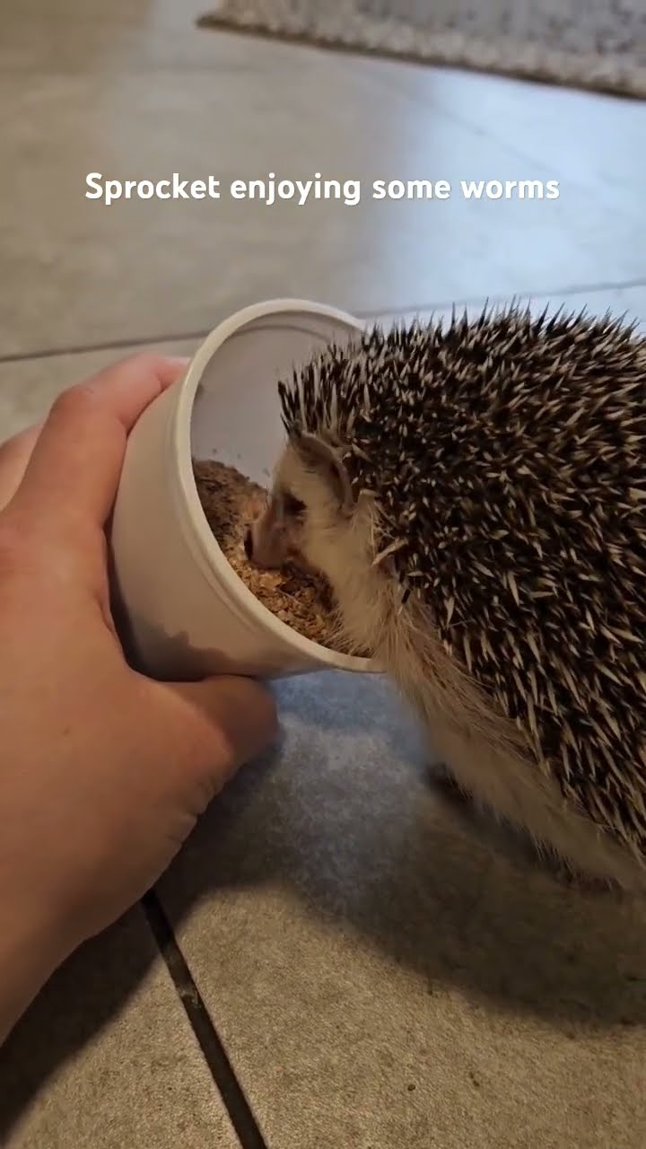 Hedgehog eating worms - YouTube