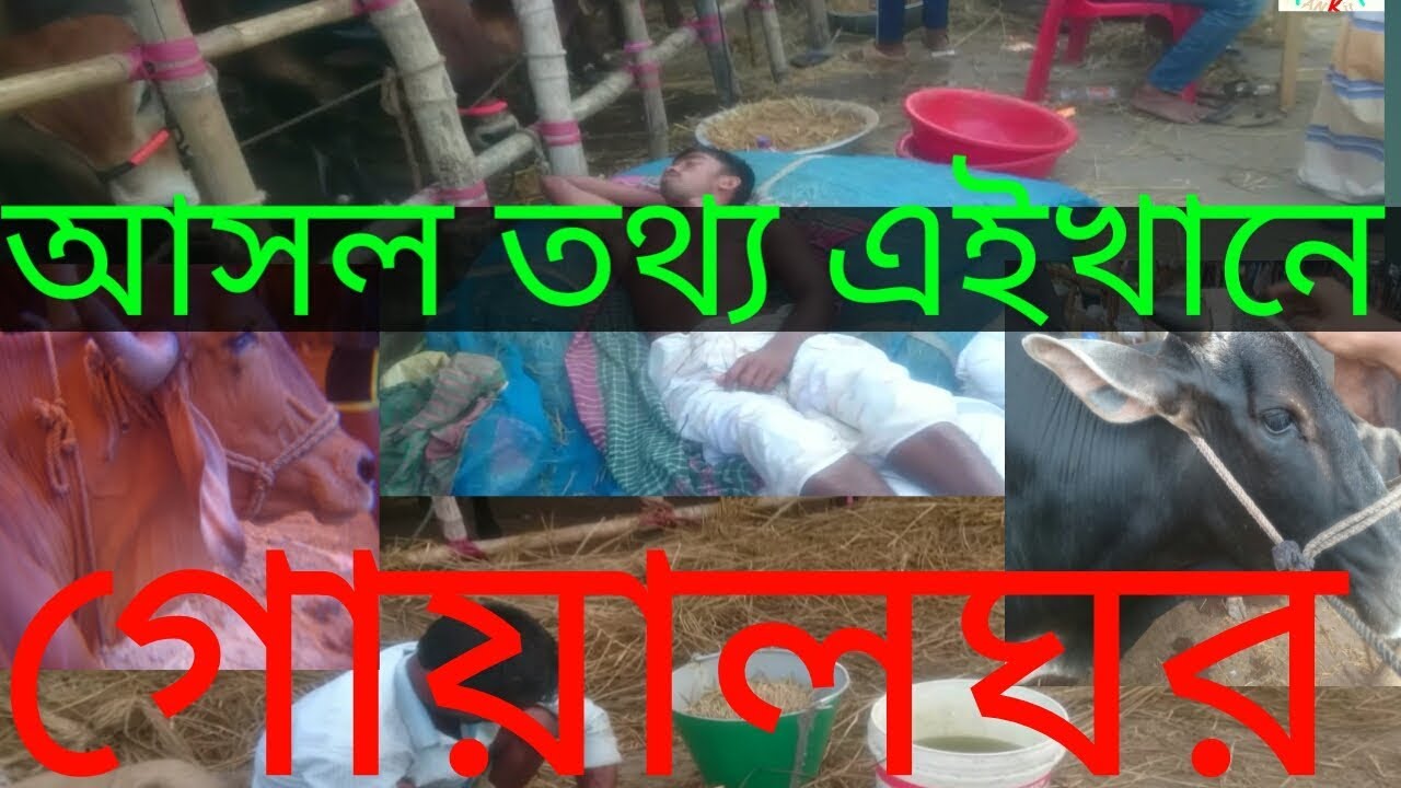 গোয়ালঘরের গল্প।Story of the house of the goose।Pank Kit TV - YouTube